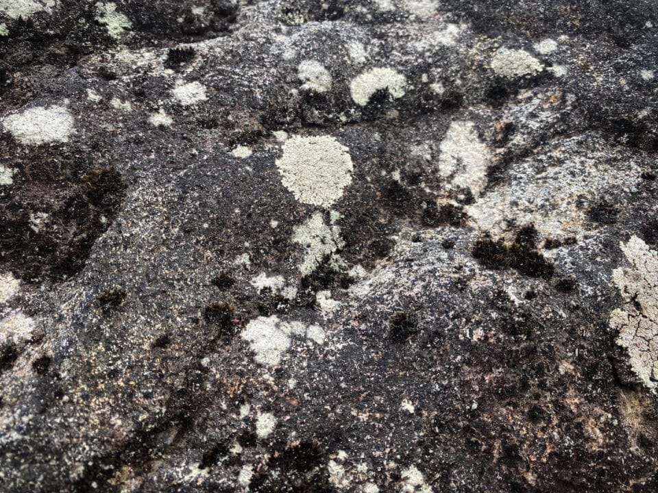 Outdoor Mold and Mildew Removal: Top Techniques